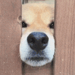 孙悟空烦死了表情包gif动图在哪取-抖音